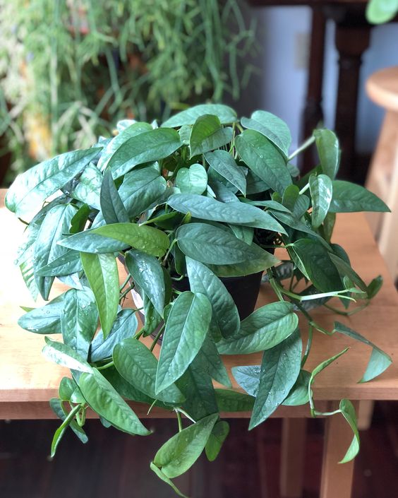 Epipremnum pinnatum ‘Cebu Blue’ (Scindapsus pinnatum ‘Cebu Blue’) | So ...